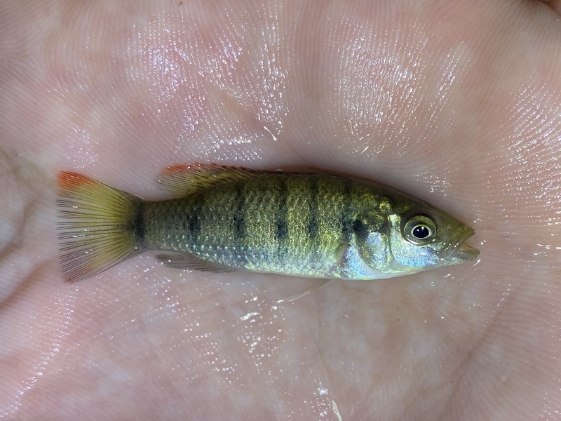 The Complete List of Fish of Zambia - Flora Fauna Fun