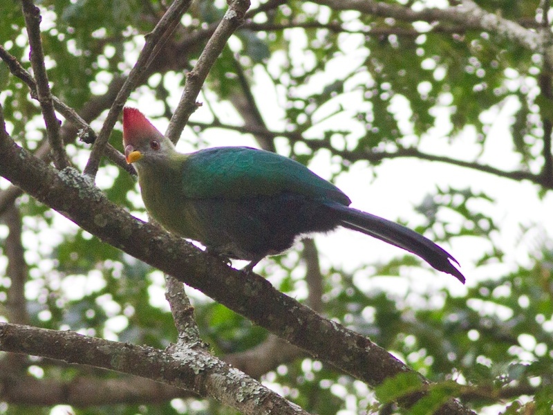 Birds of Nigeria: The Complete List - Flora Fauna Fun