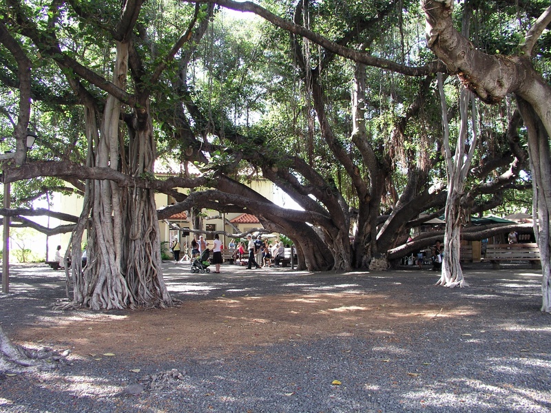 List of Trees of Malaysia - Flora Fauna Fun