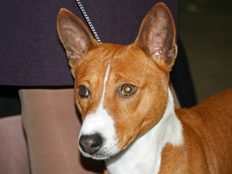 The Complete List of Racing Dog Breeds - Flora Fauna Fun