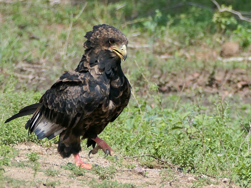Birds of Namibia: The Complete List - Flora Fauna Fun