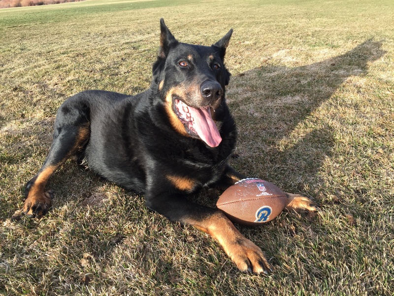 The Complete List of Herding Dog Breeds - Flora Fauna Fun