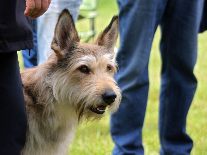 The Complete List of Herding Dog Breeds - Flora Fauna Fun