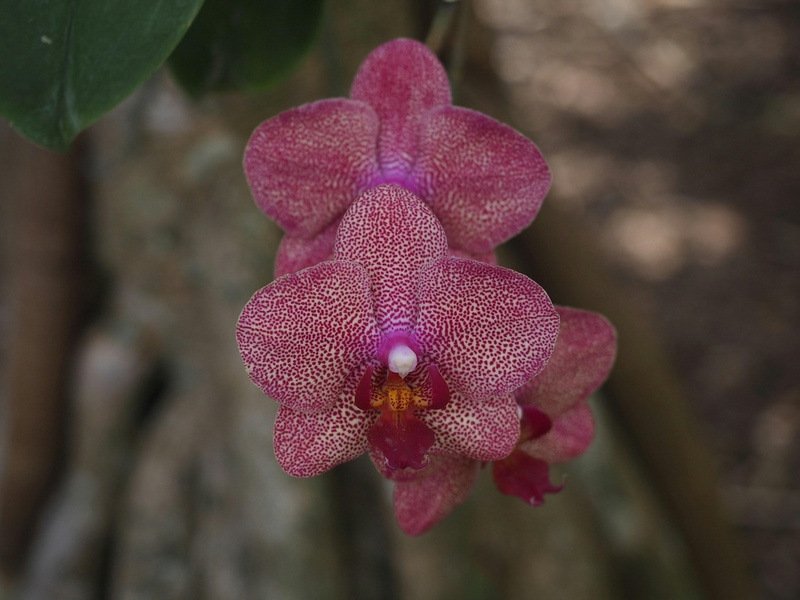Flowers of Ecuador: The Complete List - Flora Fauna Fun