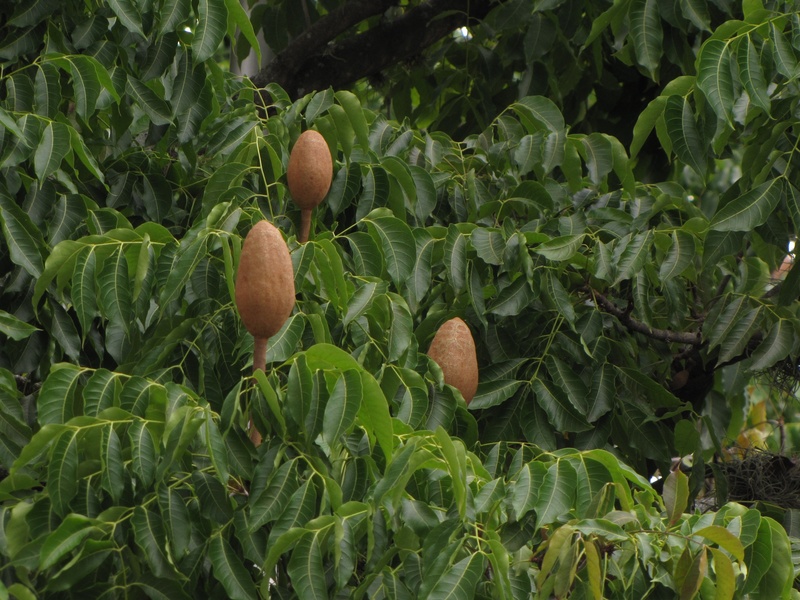 List of Paraguay's Native Plants - Flora Fauna Fun