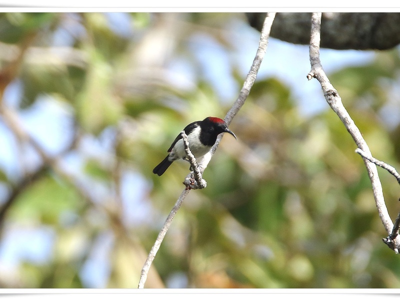 East Timor's Native Animals: The Complete List - Flora Fauna Fun