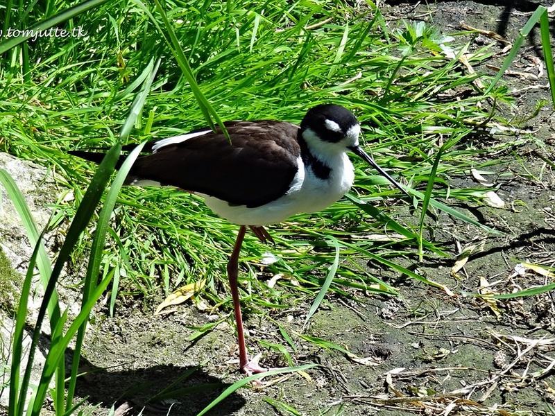 Birds of Malta: The Complete List - Flora Fauna Fun