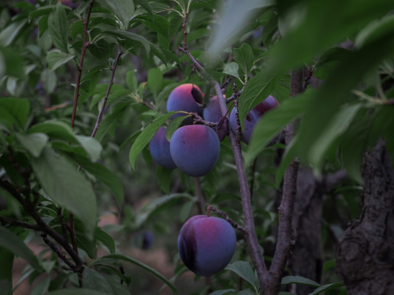 The Complete List of Trees of Senegal - Flora Fauna Fun