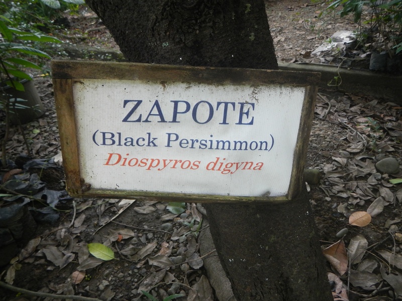 List of Trees Of Belize - Flora Fauna Fun