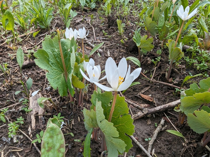 White Herbs: The Complete List - Flora Fauna Fun