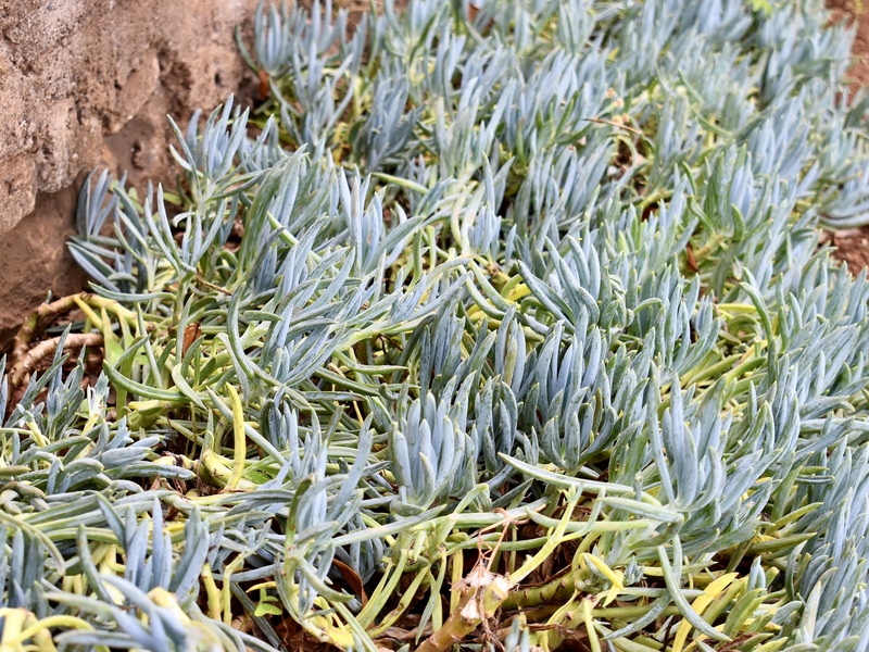 The Complete List of Blue Plants - Flora Fauna Fun