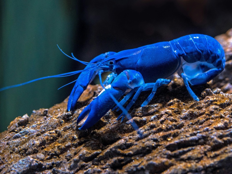 The Complete List of Cute Blue Animals - Flora Fauna Fun