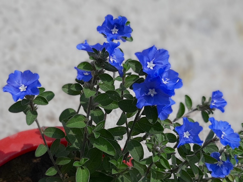 The Complete List of Blue Plants - Flora Fauna Fun