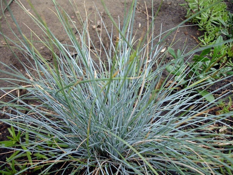 The Complete List of Blue Plants - Flora Fauna Fun