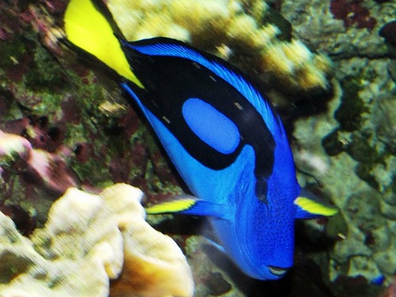 The Complete List of Cute Blue Animals - Flora Fauna Fun