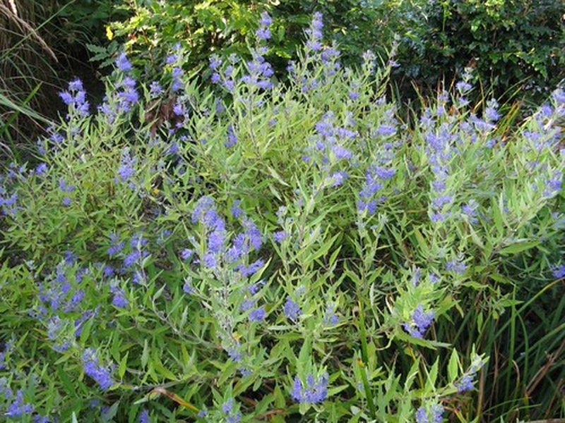 The Complete List of Blue Plants - Flora Fauna Fun