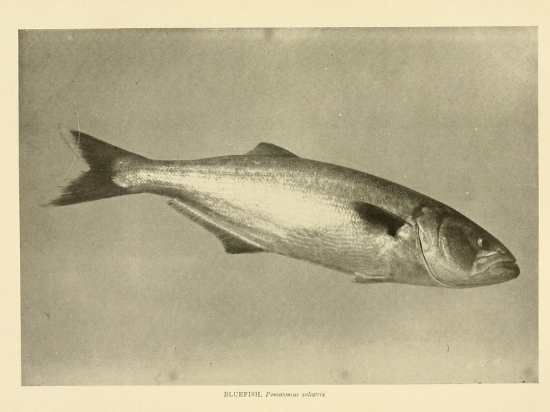 Fish of Spain: The Complete List - Flora Fauna Fun