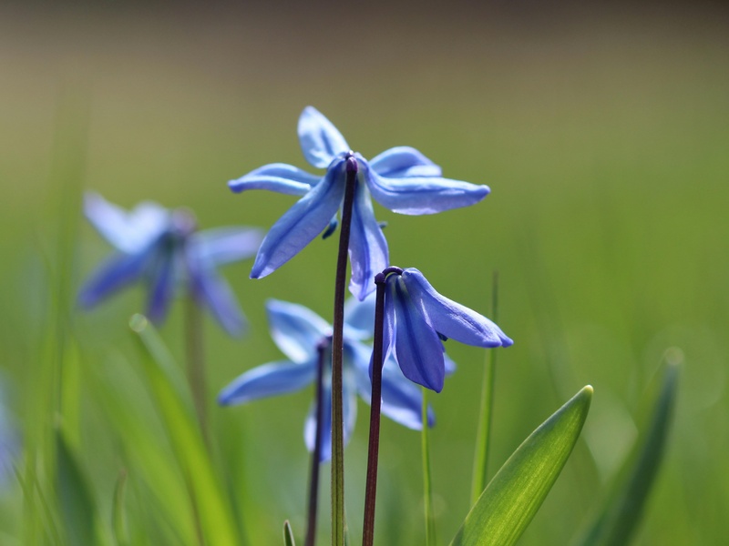 The Complete List of Blue Plants - Flora Fauna Fun