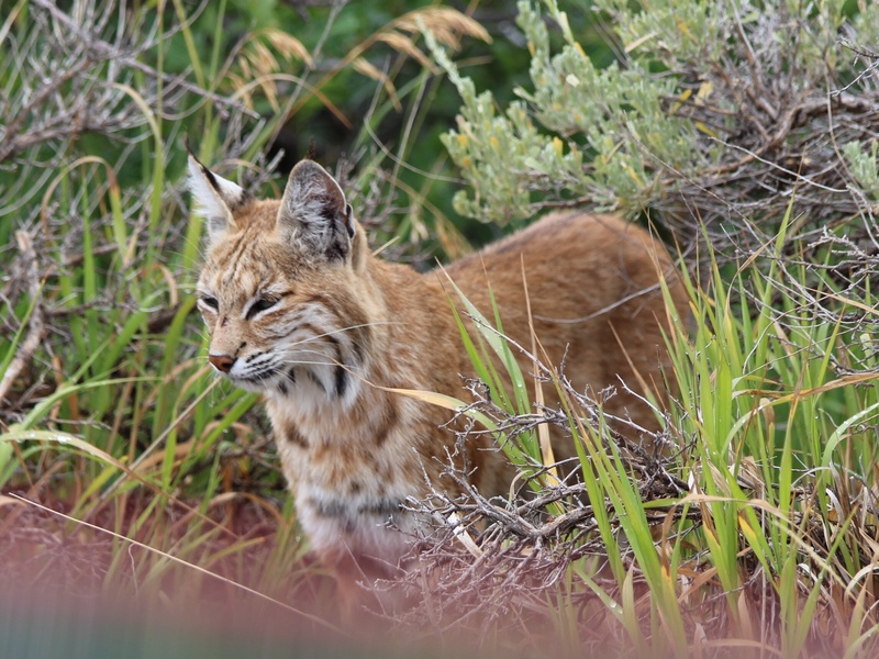 Forest Carnivores: The Complete List - Flora Fauna Fun