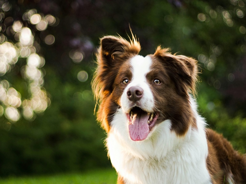 The Complete List of Herding Dog Breeds - Flora Fauna Fun