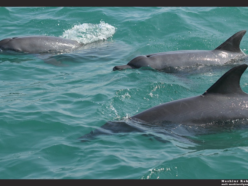 Animals Of Dominica: The Complete List - Flora Fauna Fun