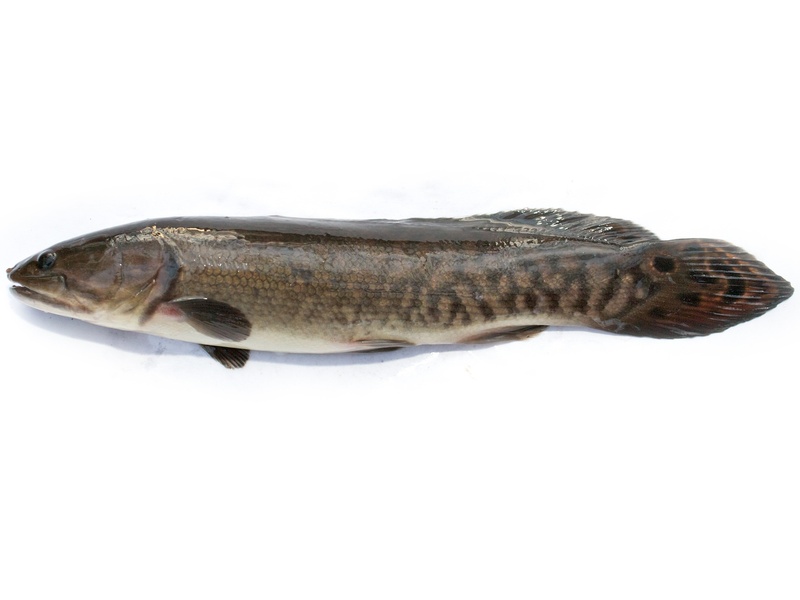 Great Dismal Swamp Fish: The Complete List - Flora Fauna Fun
