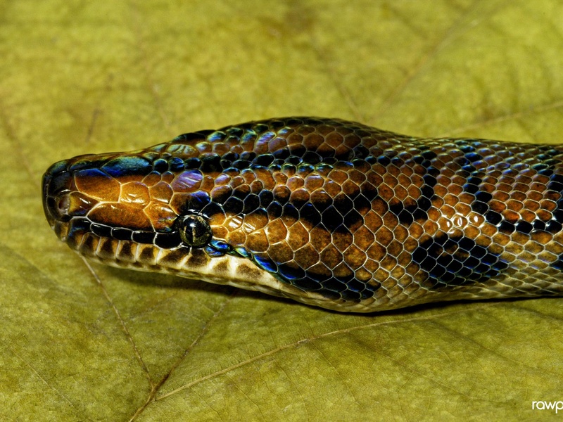 The Complete List of Colorful Snakes - Flora Fauna Fun