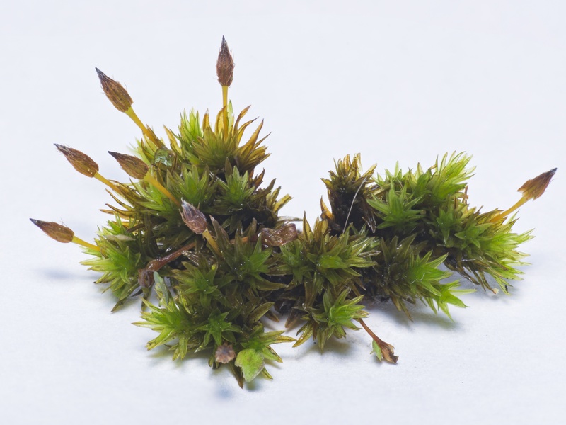 List of Forest Moss - Flora Fauna Fun