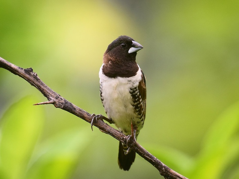 Birds of Nigeria: The Complete List - Flora Fauna Fun