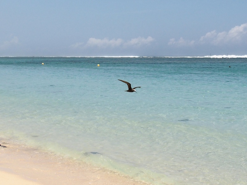 Animals Of Dominica: The Complete List - Flora Fauna Fun