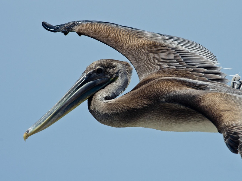 Animals Of Dominica: The Complete List - Flora Fauna Fun