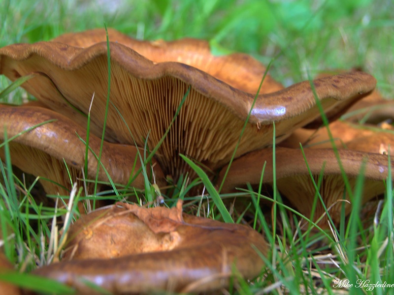 List of Poisonous Fungi Examples - Flora Fauna Fun