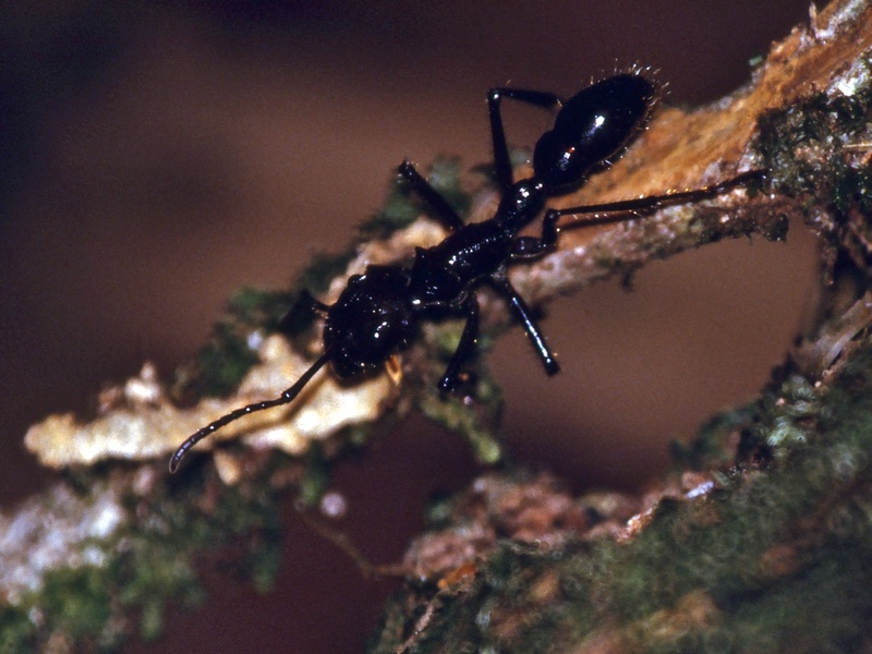 List of Interesting Rainforest Animals - Flora Fauna Fun