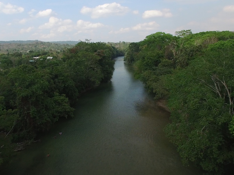 List of Trees Of Belize - Flora Fauna Fun