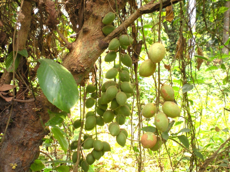 List of Trees of Cambodia - Flora Fauna Fun