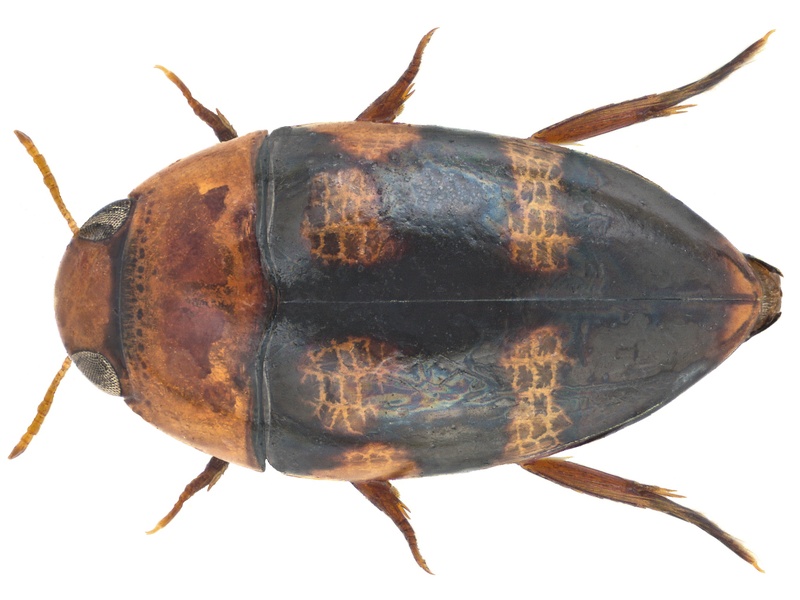 Swamp Beetles: The Complete List - Flora Fauna Fun