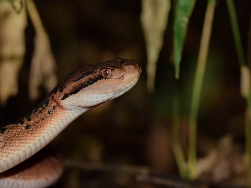 Venezuela's Native Animals: The Complete List - Flora Fauna Fun