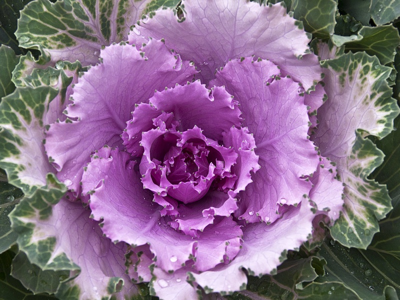 List of Huge Vegetables - Flora Fauna Fun