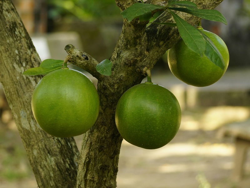 List of Trees Of Belize - Flora Fauna Fun