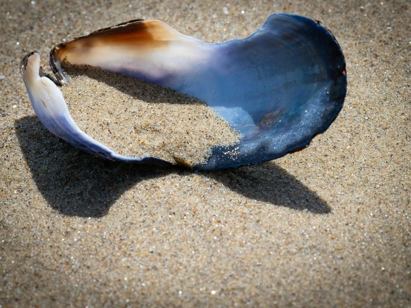 Bivalve Examples: The Complete List - Flora Fauna Fun