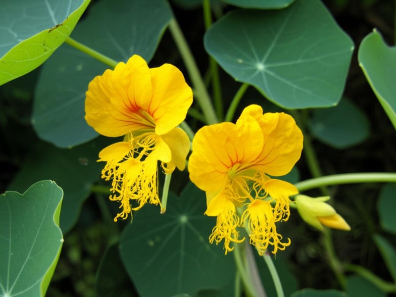 Flowers of Ecuador: The Complete List - Flora Fauna Fun