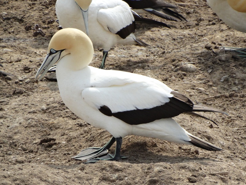 Birds of Namibia: The Complete List - Flora Fauna Fun