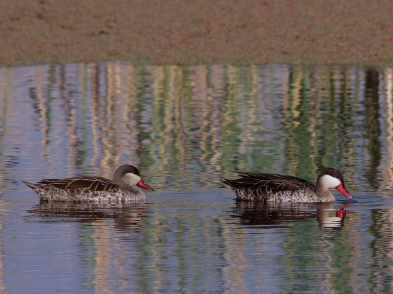 Birds of Namibia: The Complete List - Flora Fauna Fun