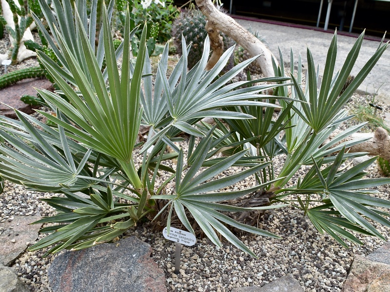 List of Paraguay's Native Plants - Flora Fauna Fun