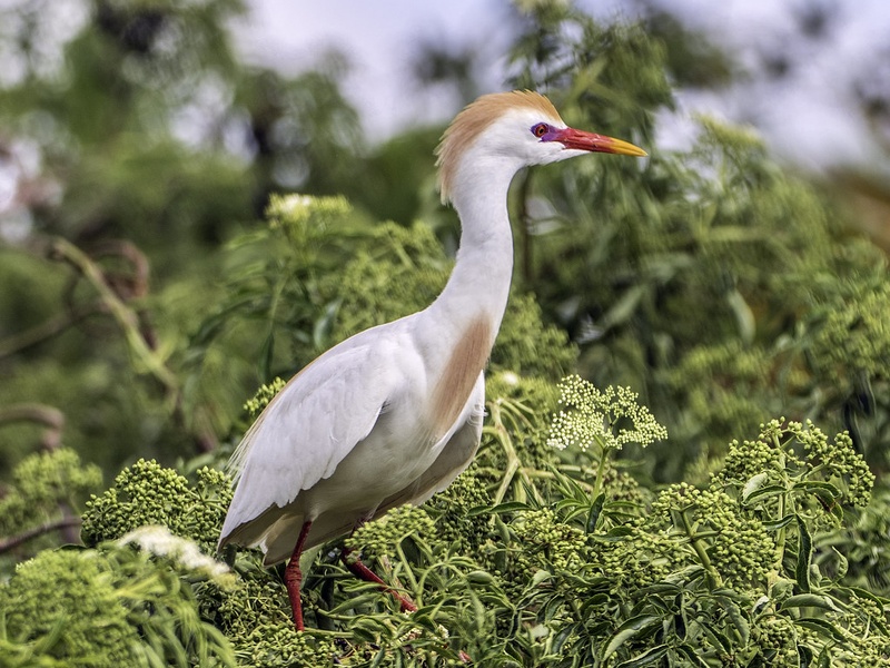 Birds of Namibia: The Complete List - Flora Fauna Fun