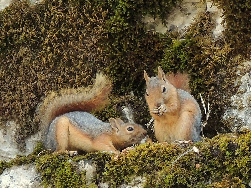 List of Animals of Armenia - Flora Fauna Fun