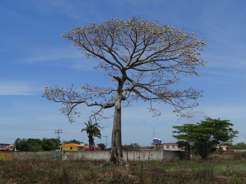 Flowers of Ecuador: The Complete List - Flora Fauna Fun