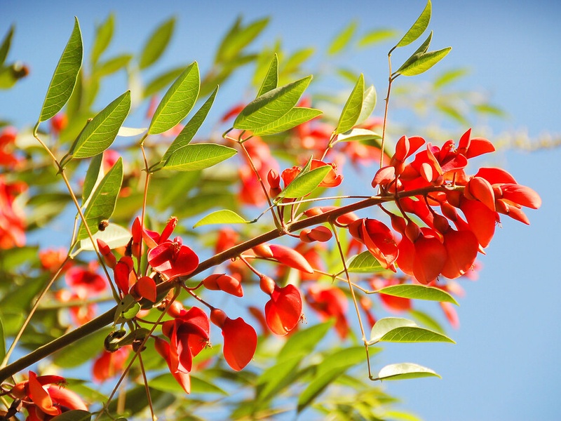List of Paraguay's Native Plants - Flora Fauna Fun