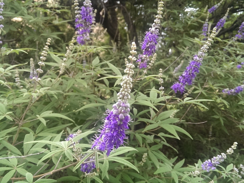 The Complete List of Blue Plants - Flora Fauna Fun