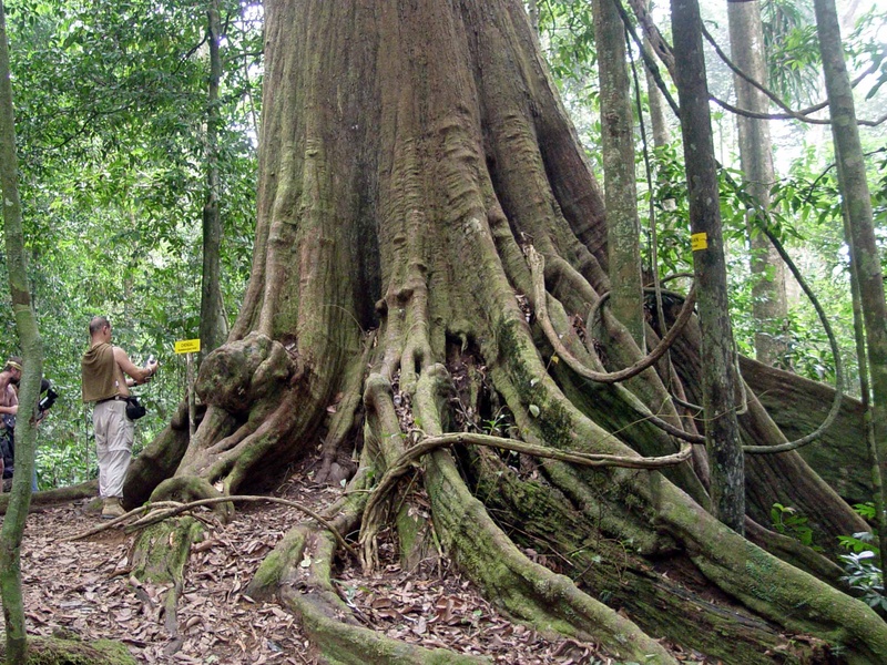 List of Trees of Malaysia - Flora Fauna Fun
